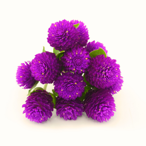 PURPLE GLOBE AMARANTH - Eco Candle Project