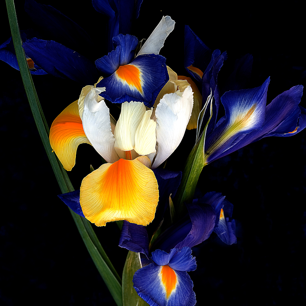 IRIS INTENSE & DARK MUSK - Eco Candle Project